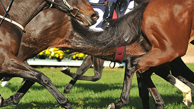 Live Horse Racing | Hollywood Casino at Penn National Race Course